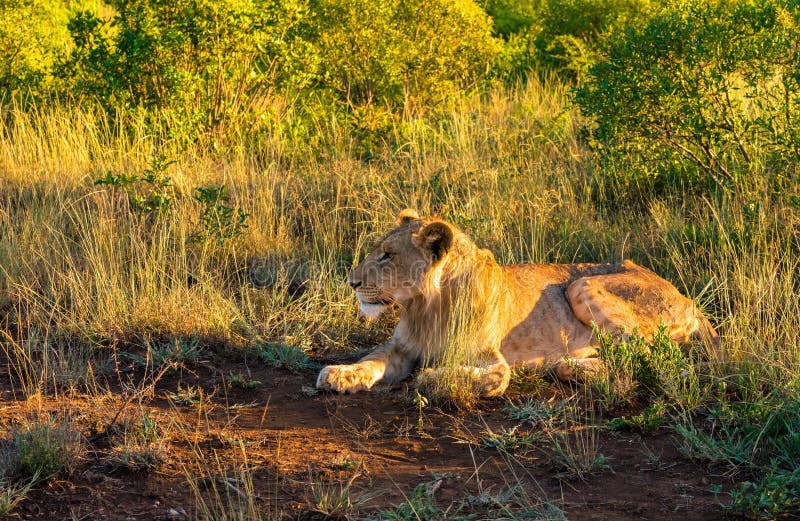 African Lion waiting stock image. Image of predator, feline - 21409101