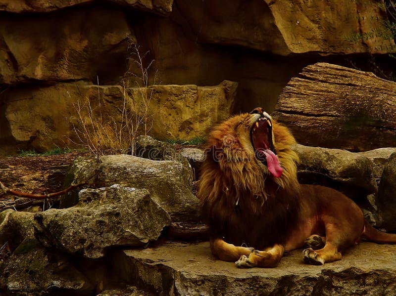 Lion Waking image stock. Image du sunrise, bâillement - 89551929