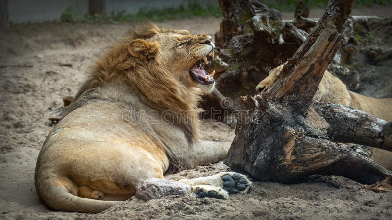 Wildlife, Lion, Terrestrial Animal, Fauna Picture. Image: 108523723