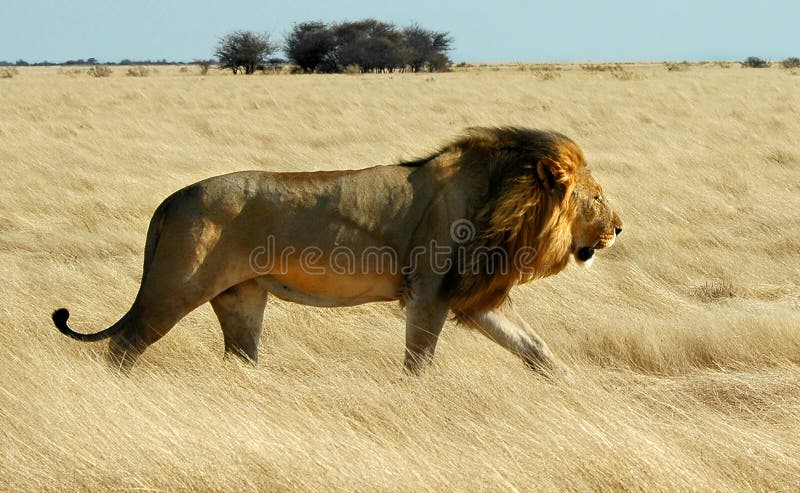 Lion walking stock image. Image of boldly, fauna, grassland - 4669483 Lion walking stock image. Image of boldly, fauna, grassland - 4669483