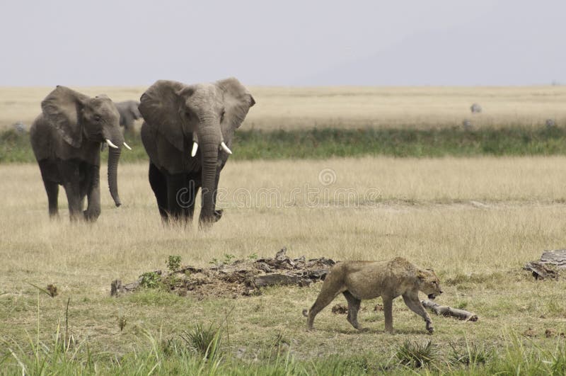 Lion Walking Away from Elephants Stock Image - Image of elephants ...