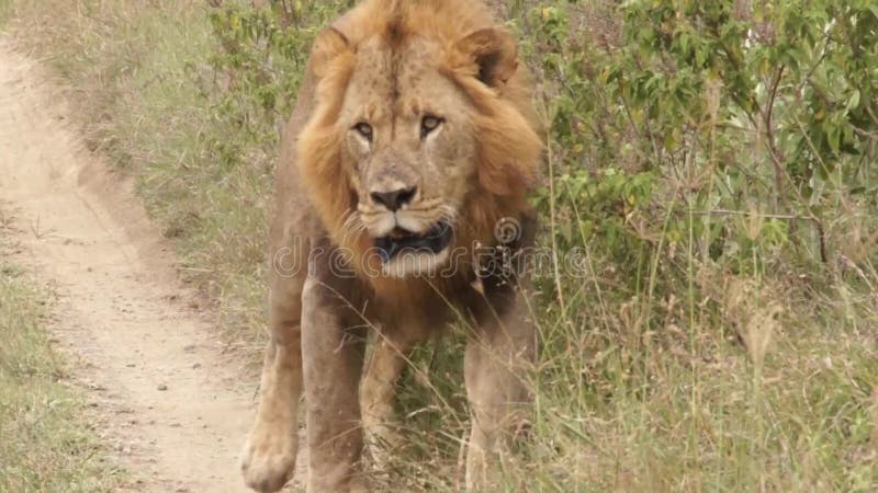 Lion Walking Stock Footage & Videos - 1,353 Stock Videos