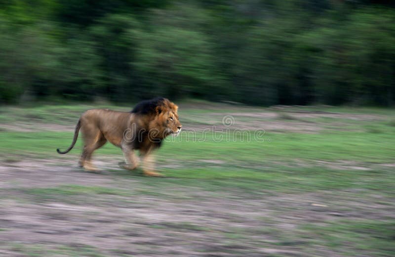 Sea Lion in motion stock image. Image of animal, water - 15203273