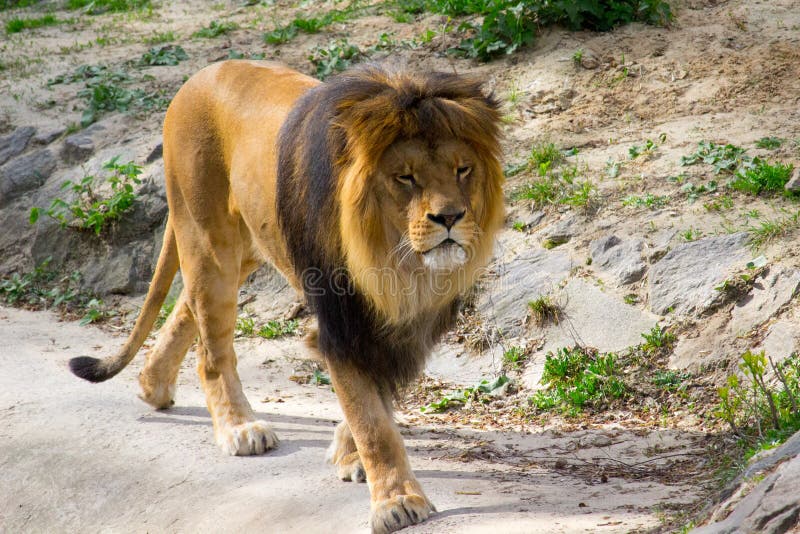 Lion walking stock image. Image of aggression, predator - 135804925