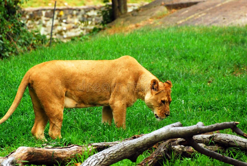 Stalking Pics Stock Photos - Free & Royalty-Free Stock Photos from ...