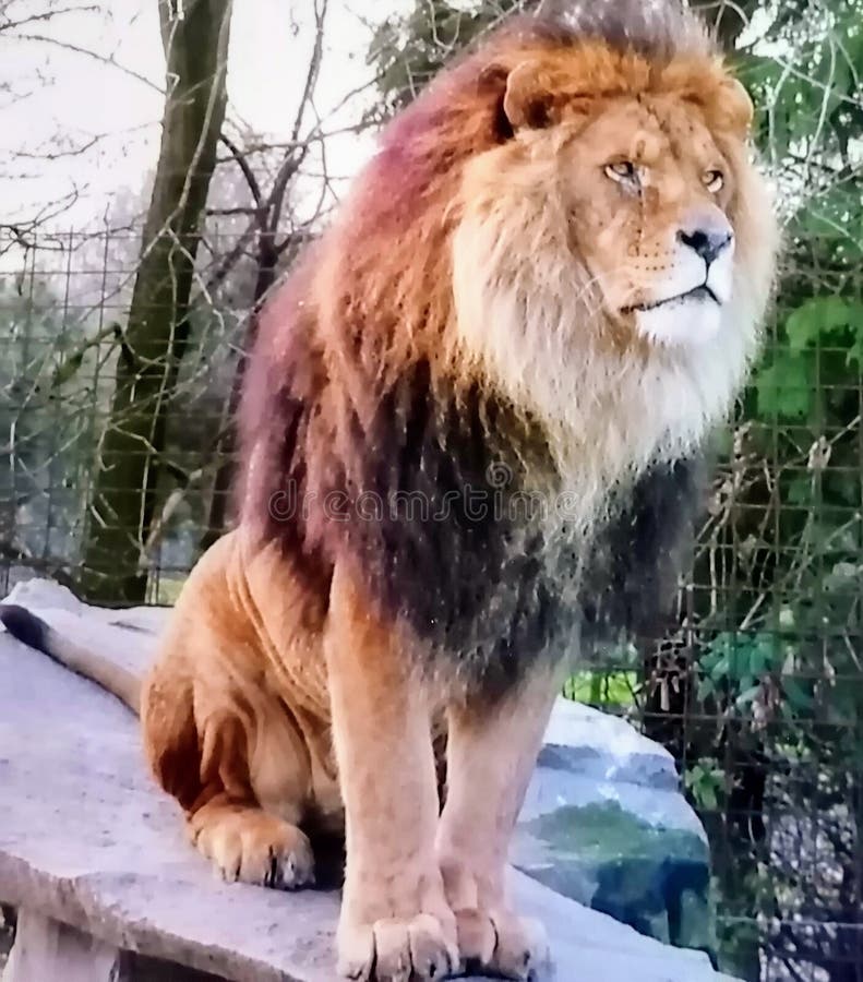 Lion on watch stock photo. Image of lion, king, nature - 161362552
