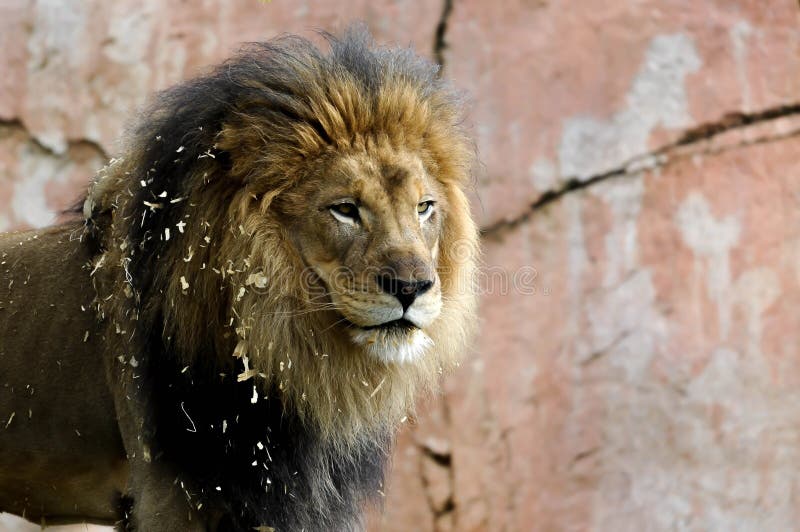 Lion stock image. Image of wildlife, teeth, claws, mammals - 89206691