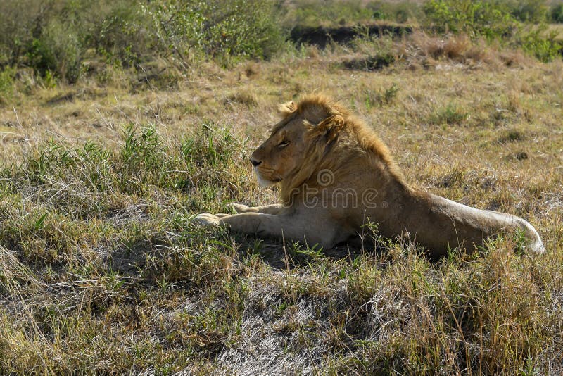 Lion stock photo. Image of savannah, danger, animals - 85078896