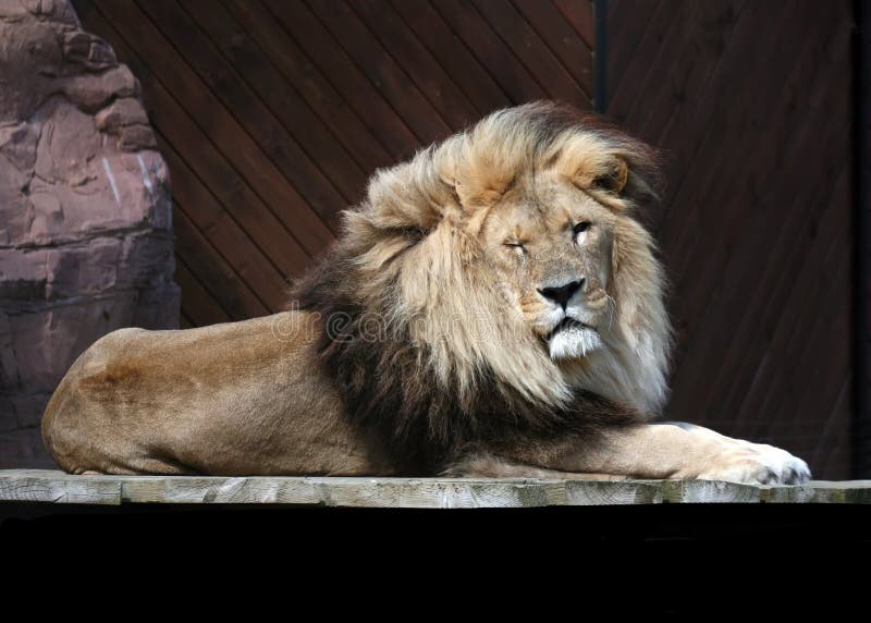 Lion winking stock photo. Image of funny, caucasian, person - 26242014