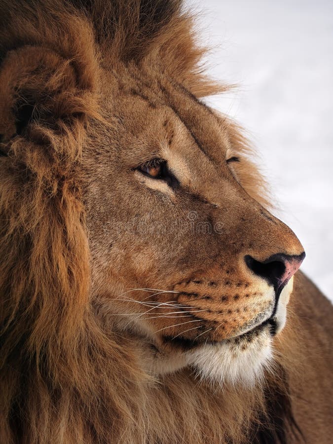 Lion Head Profile Stock Photos - Download 1,825 Royalty Free Photos