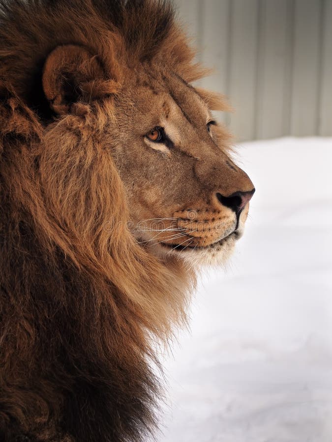 Lion Wisdom Profile Close-up at the Snow Stock Photo - Image of ...