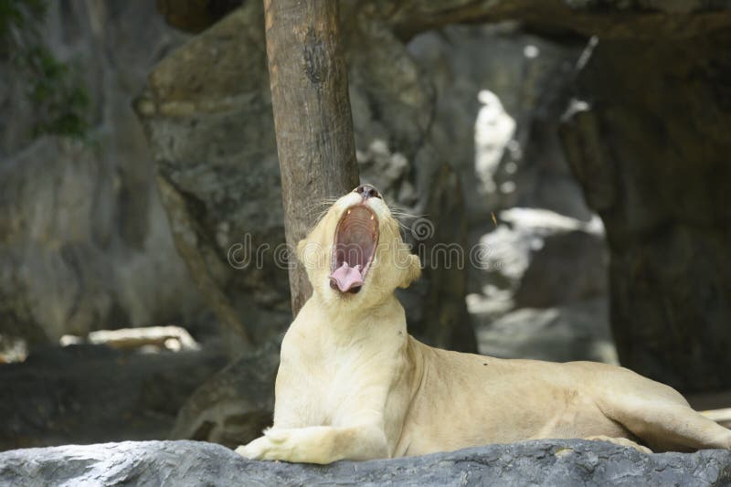 A Lion Yawned in the Animal Part Stock Image - Image of environment ...