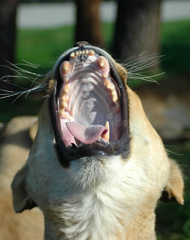 1,204 Young Lion Yawning Stock Photos - Free & Royalty-Free Stock ...