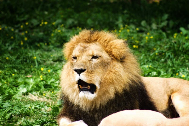 Lion yawning stock photo. Image of lion, mane, nose - 172573156