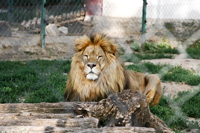 Lion at the zoo stock photo. Image of wilderness, lion - 18596966