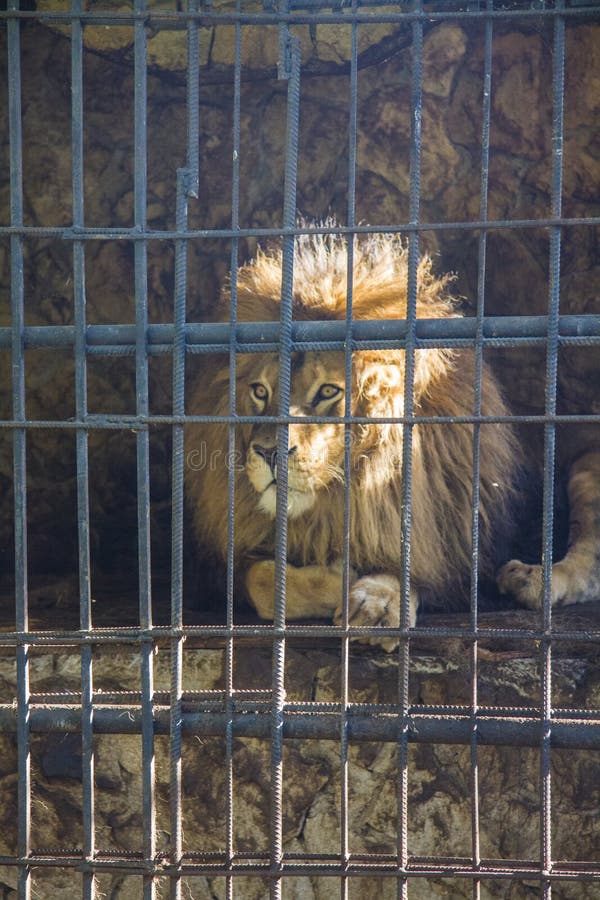 Lion in zoo stock image. Image of captured, mane, cage - 45410329