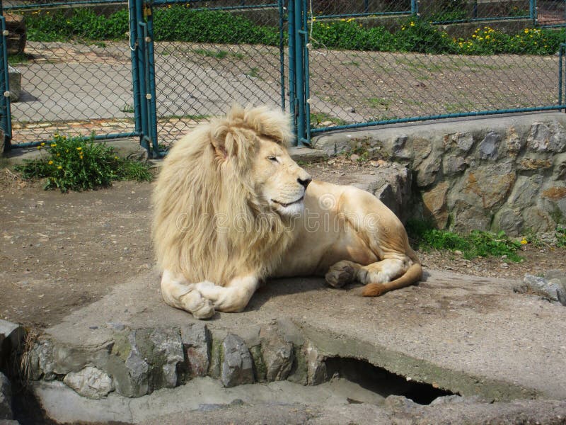 Lion in the zoo stock photo. Image of resting, wildlife - 74982020
