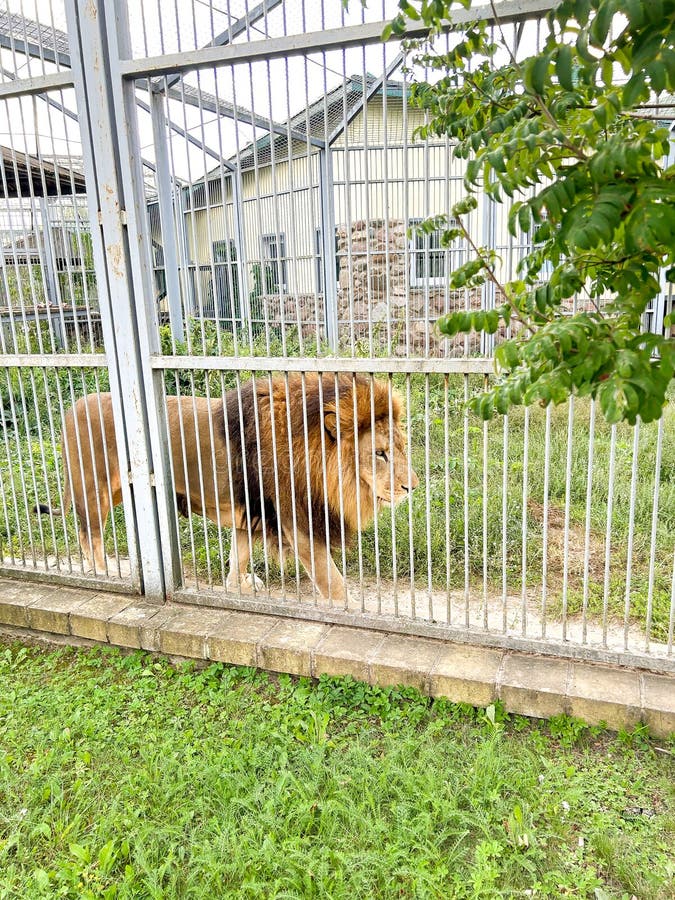 Lion in a Zoo Cage, Predator Close-up Stock Image - Image of lion, wall ...