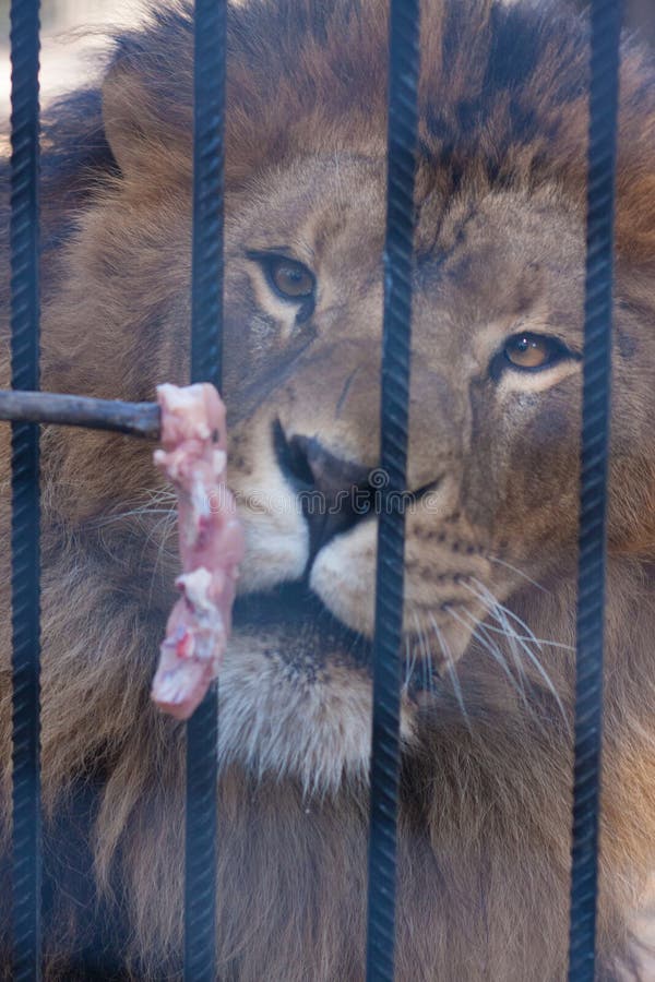 Lion Zoo. a Lion Devours Meat in Captivity Stock Photo - Image of ...