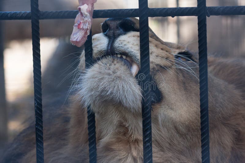 Lion Zoo. a Lion Devours Meat in Captivity Stock Image - Image of ...