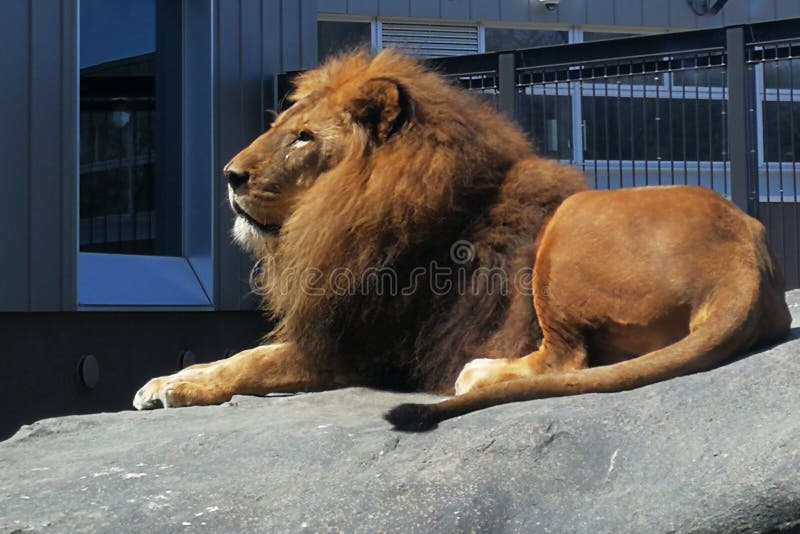Lion on the rock stock photo. Image of forest, sunny - 100406376
