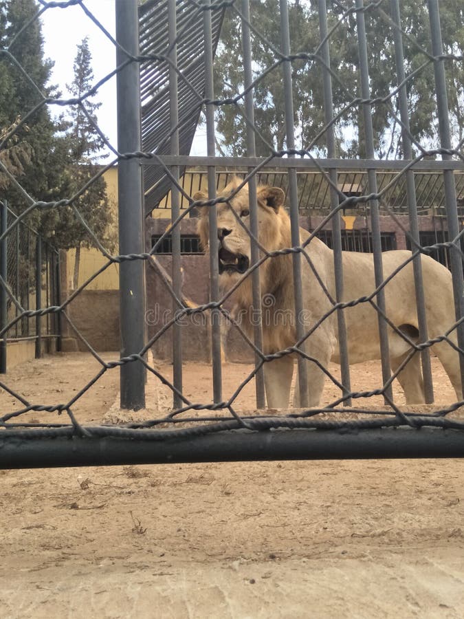 Lion zoo stock photo. Image of lion, moroccan, cougar - 100012744