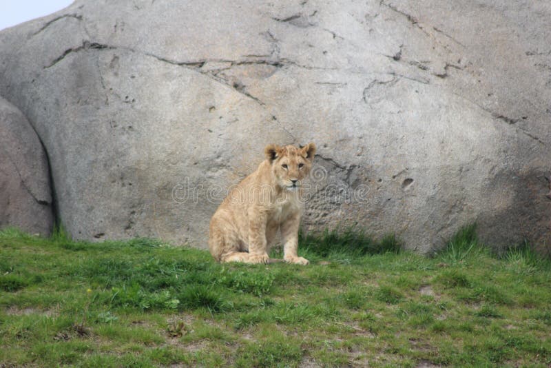 Lion stock photo. Image of lion, fauna, netherlands, nature - 91249450