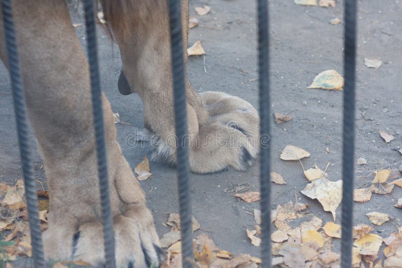 Lion Zoo. Paws of a Lion Behind Bars Stock Image - Image of dangerous ...