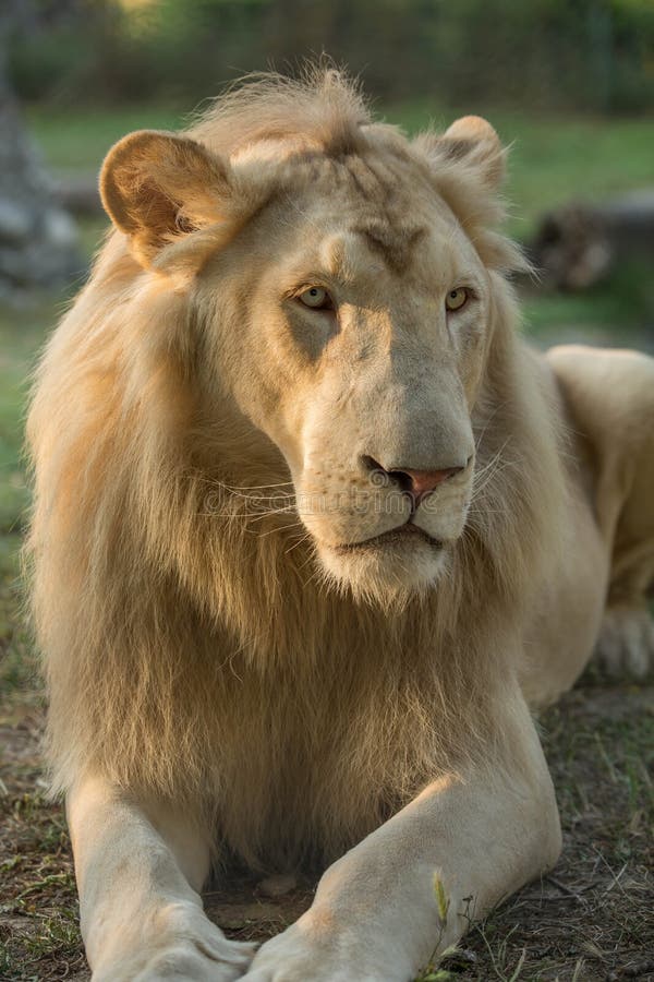 Lion sitting and posing stock photo. Image of environment - 191447648