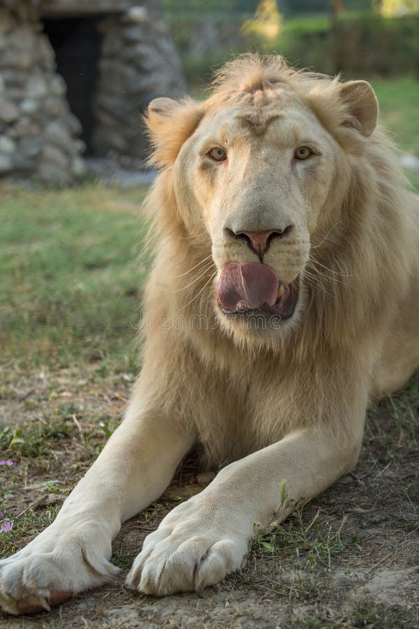 Lion sitting and posing stock photo. Image of carnivore - 191447718