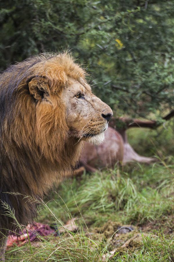 Lionen Profilerar In Bild. Bild: 985087