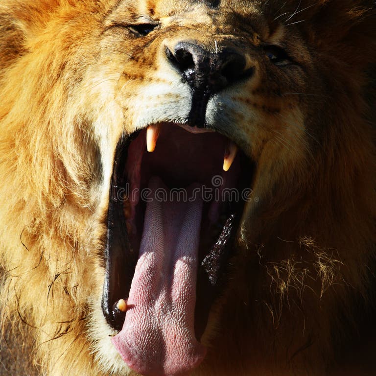 Lionen vrålar fotografering för bildbyråer. Bild av stänga - 84144041