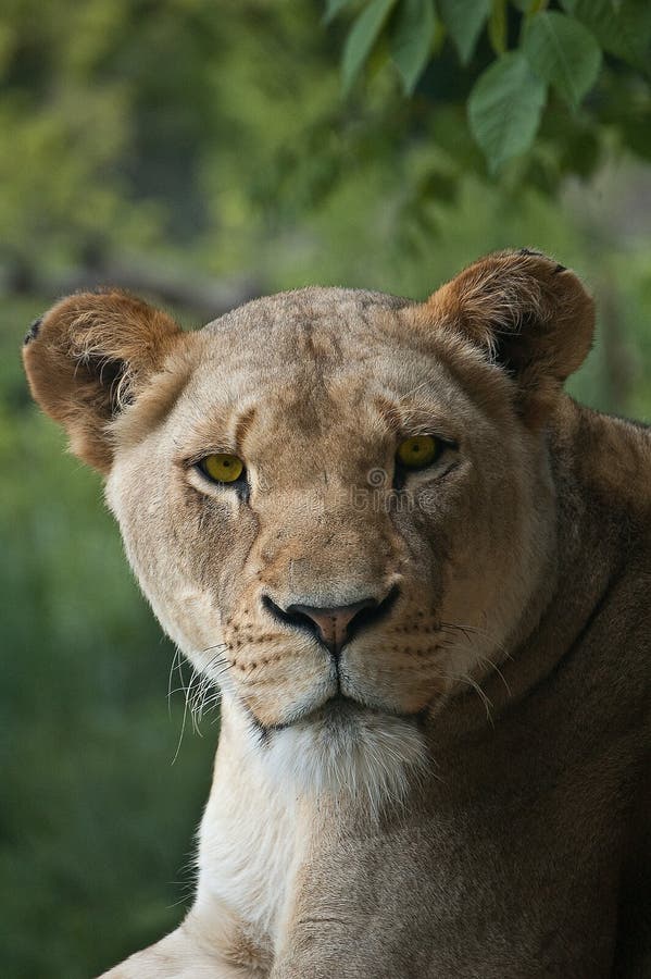 Lioness stock photo. Image of protective, yellow, nature - 10589166