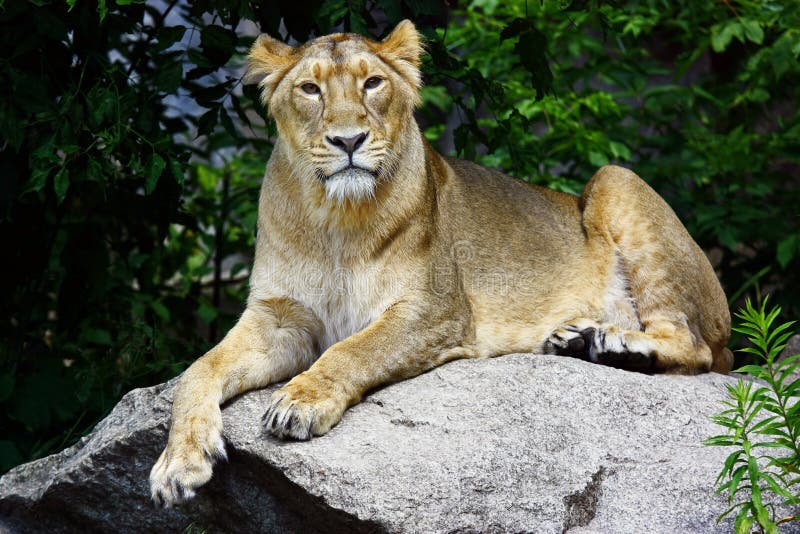 Lioness stock photo. Image of rests, stares, closeup - 10971028
