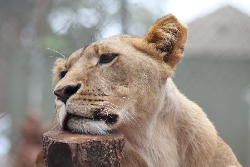 Lonely Lioness Lies On The Feet And Sad Stock Image - Image of lies ...