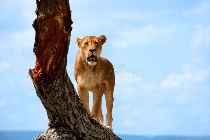 Ready to Pounce stock photo. Image of wild, kill, lion - 5829290