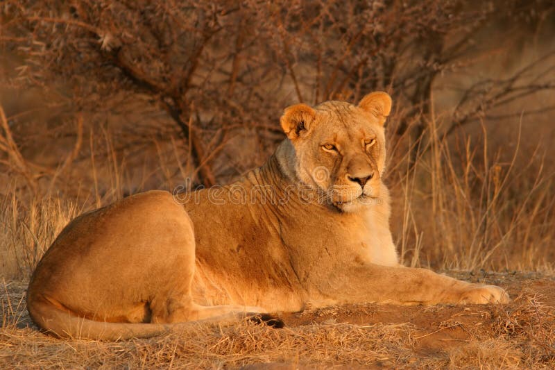 Resting lioness stock image. Image of face, africa, rest - 31636809