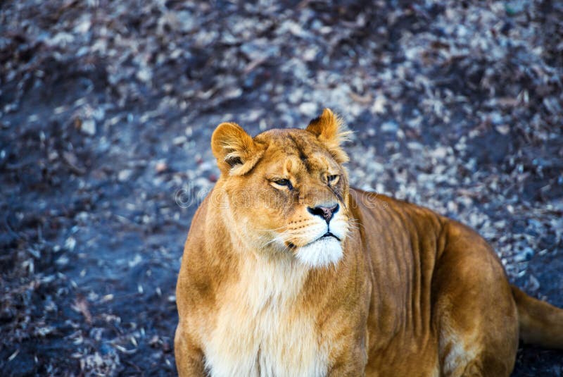 Peace Maze 01 stock image. Image of europe, northern, ireland - 6430341