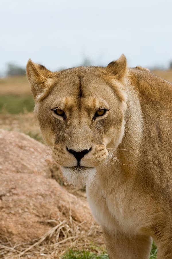 Head of Lioness stock photo. Image of ears, mammal, africa - 5345366