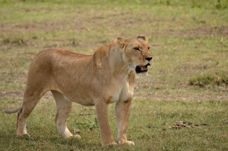 Lioness stock image. Image of beast, africa, closeup - 17645707