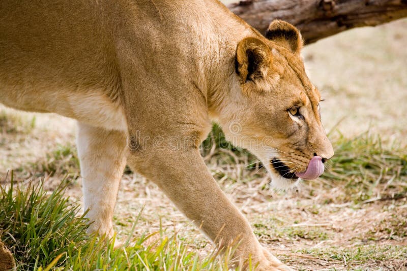 Lioness Picture. Image: 2407998