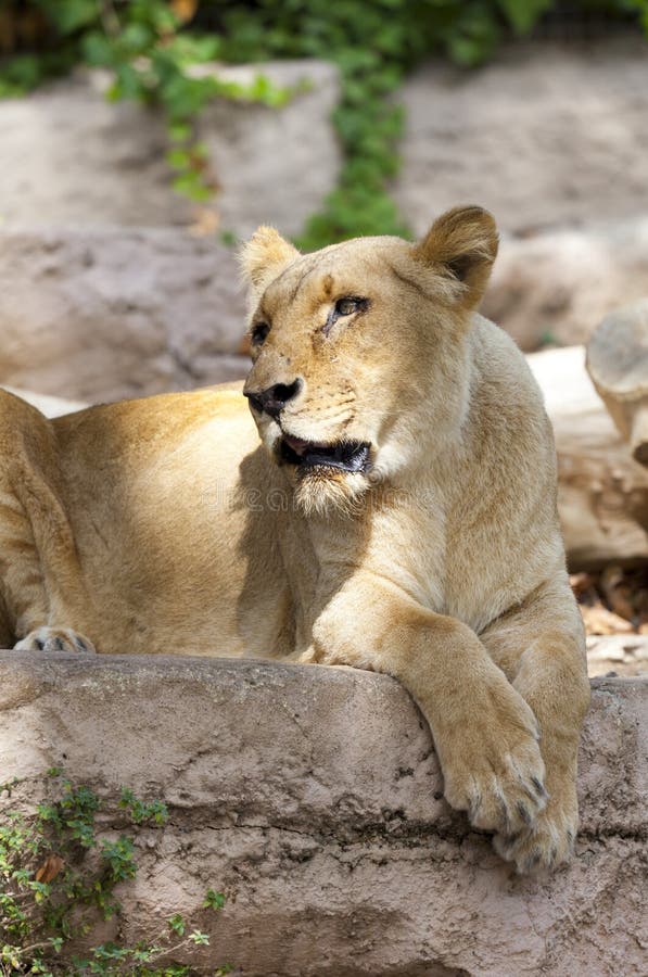 Lioness stock image. Image of lioness, animal, body, walking - 26224839