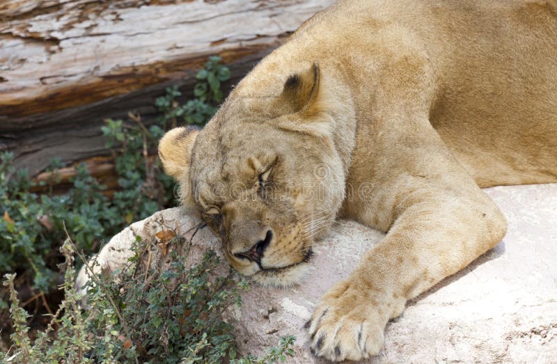 Lioness stock image. Image of skin, land, lioness, body - 26224979
