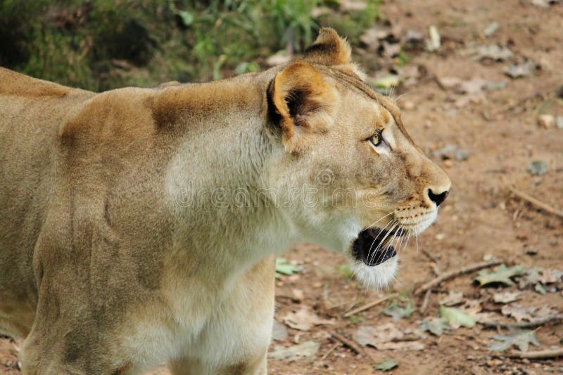 Lioness Growling Stock Photos - Download 98 Royalty Free Photos