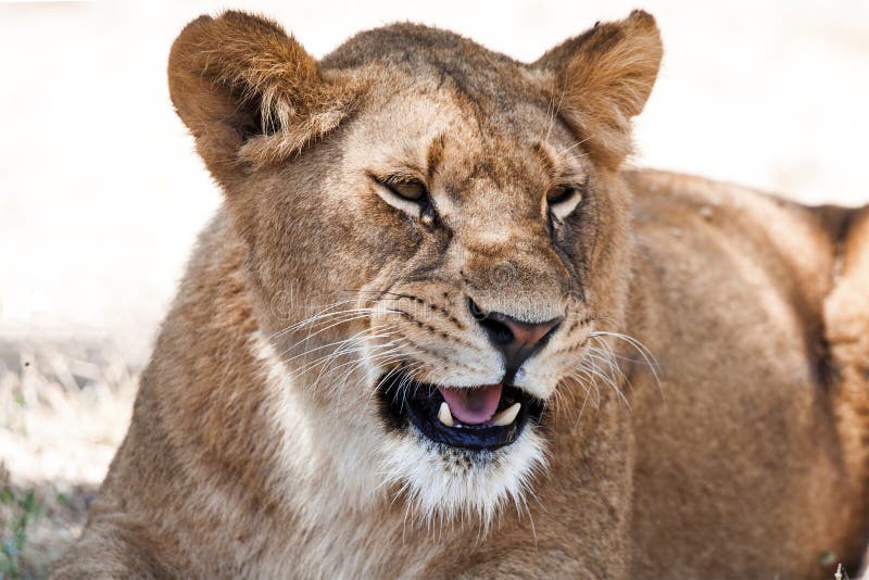 Lioness stock image. Image of face, furry, looking, africa - 26673737