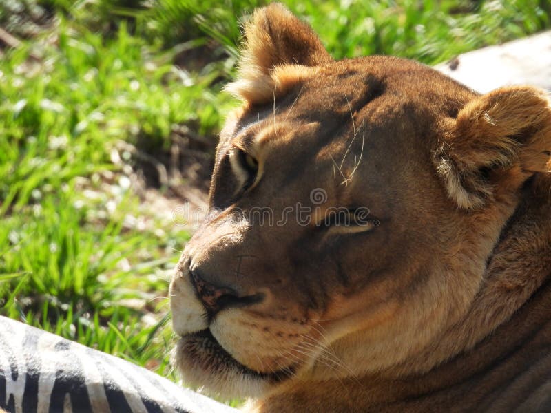 Lioness Rests in the Hot Sunshine in Zoo Environment Stock Photo ...