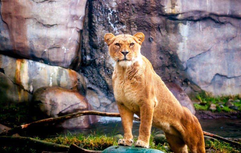 1,572 Lioness Standing Stock Photos - Free & Royalty-Free Stock Photos ...
