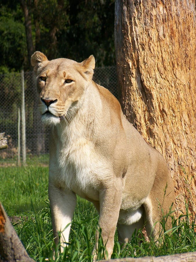 Lioness Free Stock Photos & Pictures, Lioness Royalty-Free and Public ...
