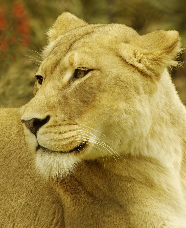 Lioness Picture. Image: 8017180