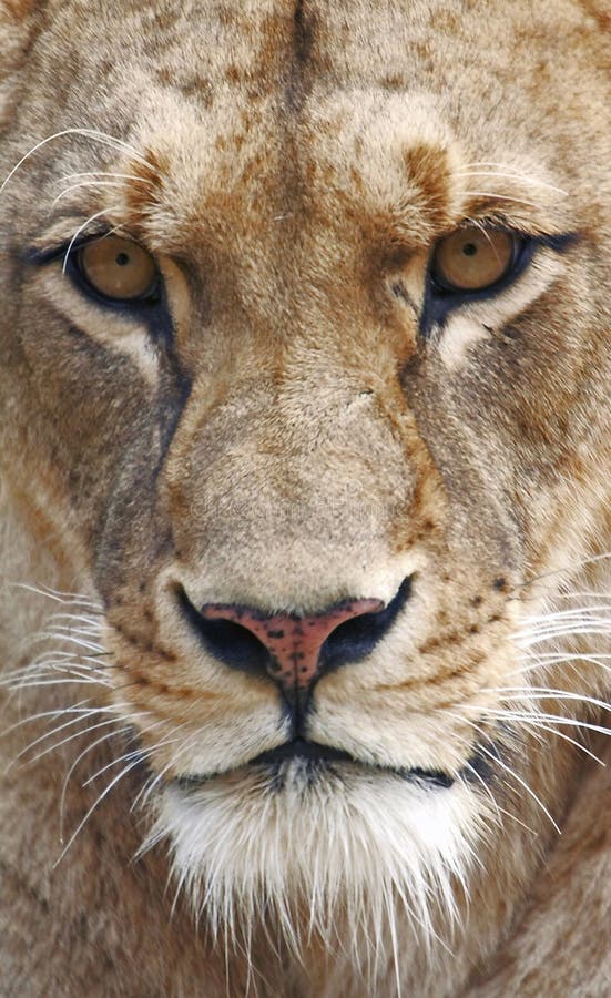 1,402 Fierce Lioness Stock Photos - Free & Royalty-Free Stock Photos ...